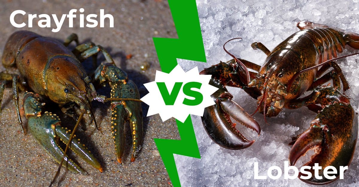 Is crayfish as good as lobster?