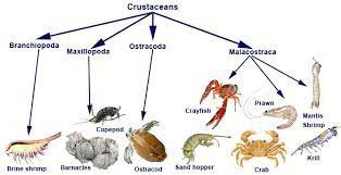 Is crustacean a mollusc?