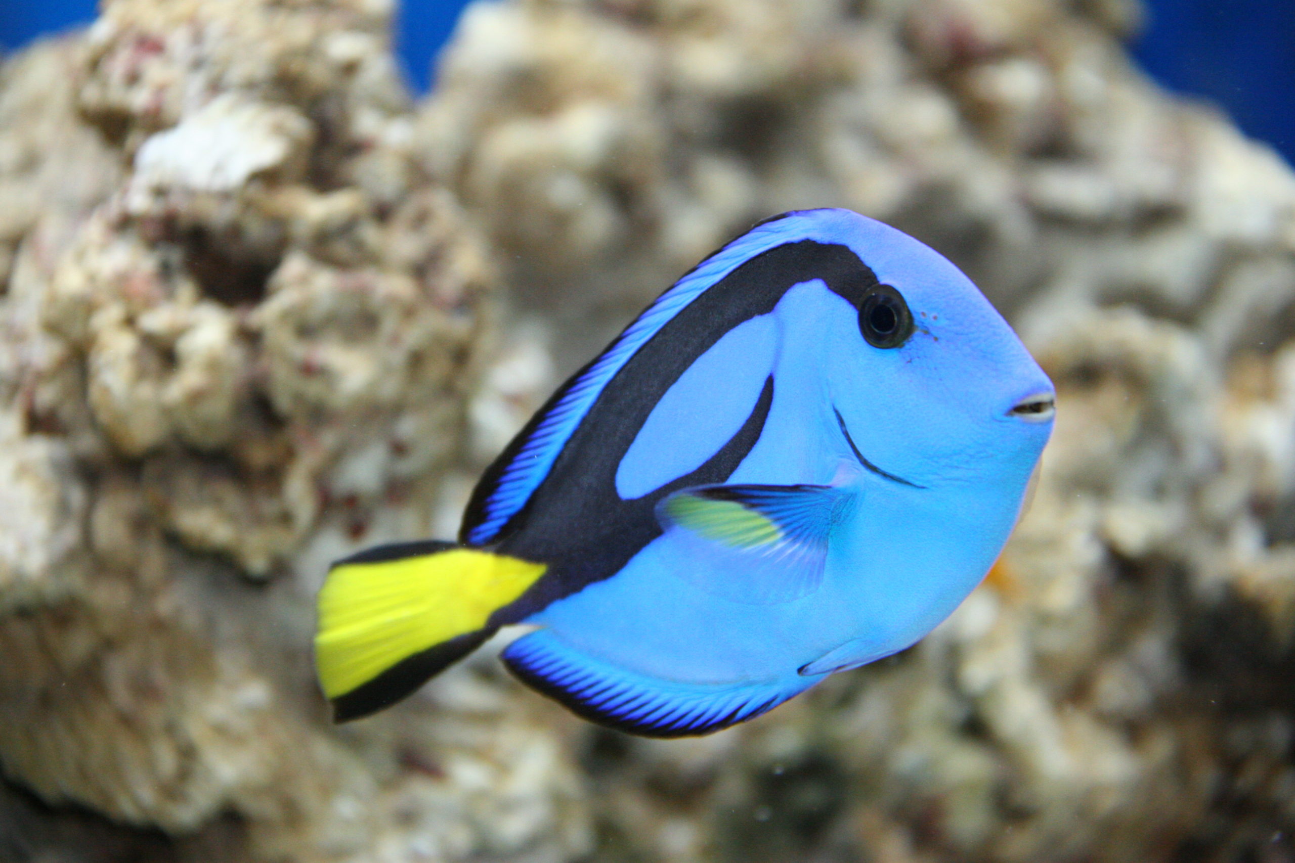 Is Dory an actual fish?