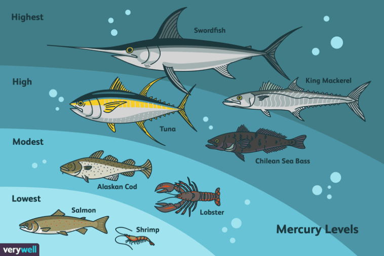 Is dory fish high in mercury?