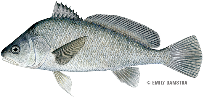 Is drum fish a good fish to eat?