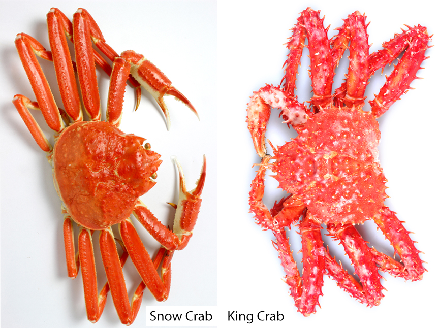 Is Dungeness and king crab the same?