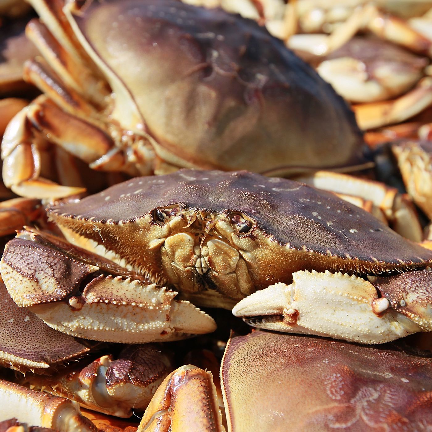 Is Dungeness crab available in California?