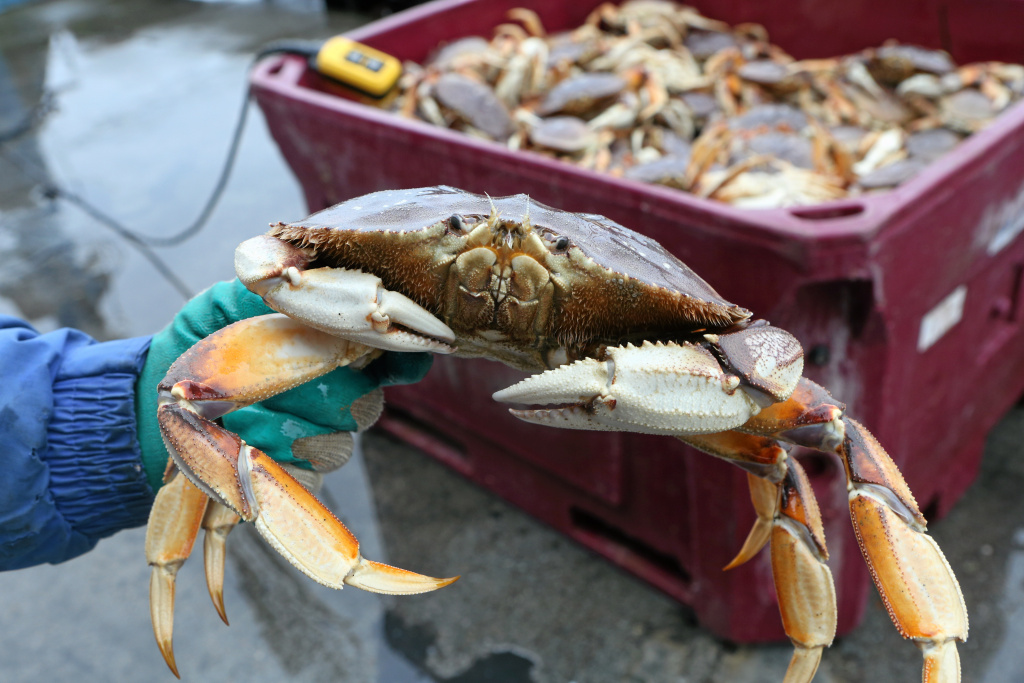 Is Dungeness crab commercial season open?