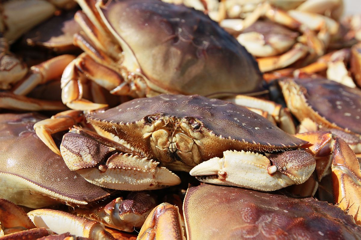 Is Dungeness crab in season in California?