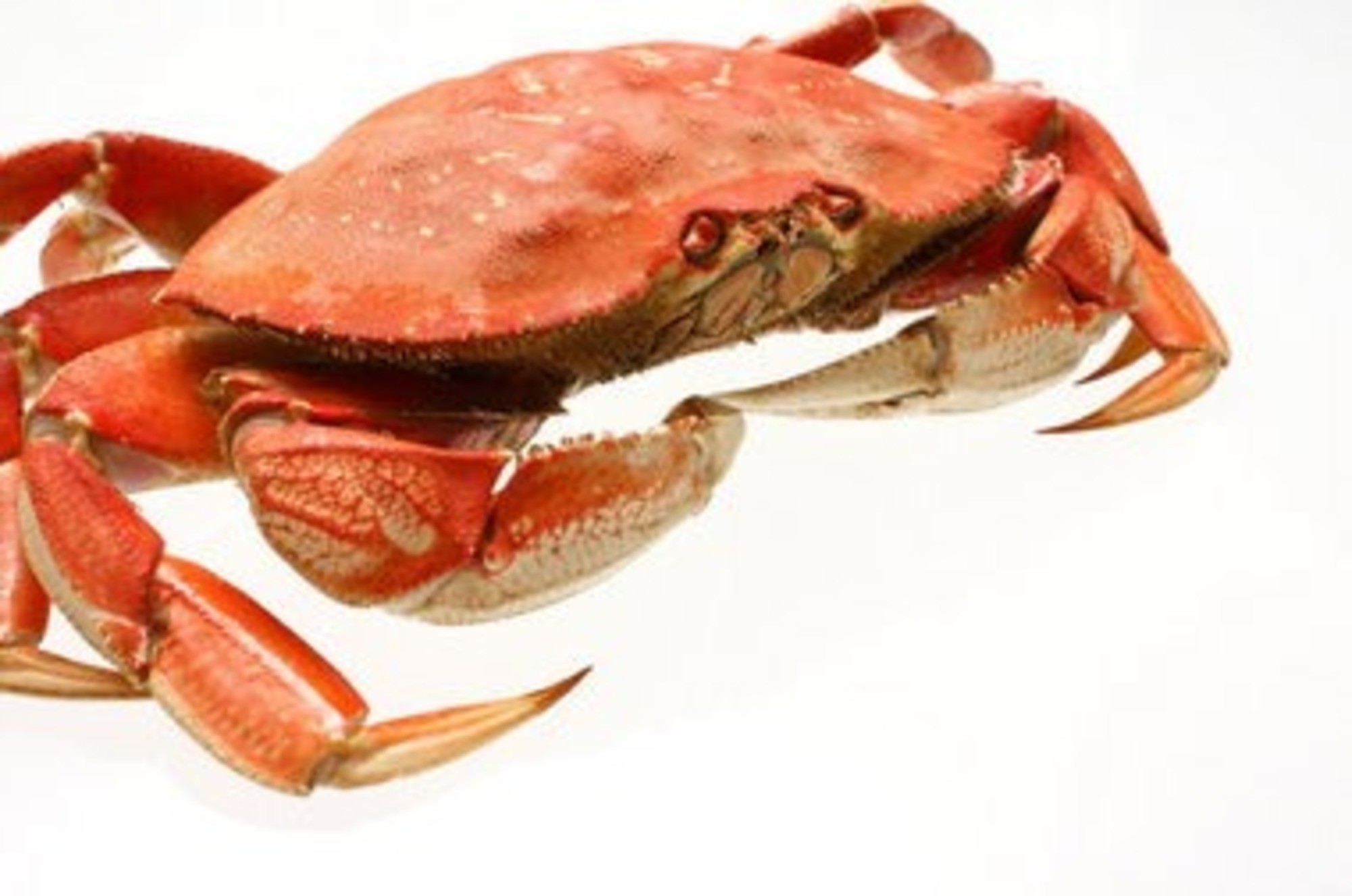 Is Dungeness crab supposed to be brown?