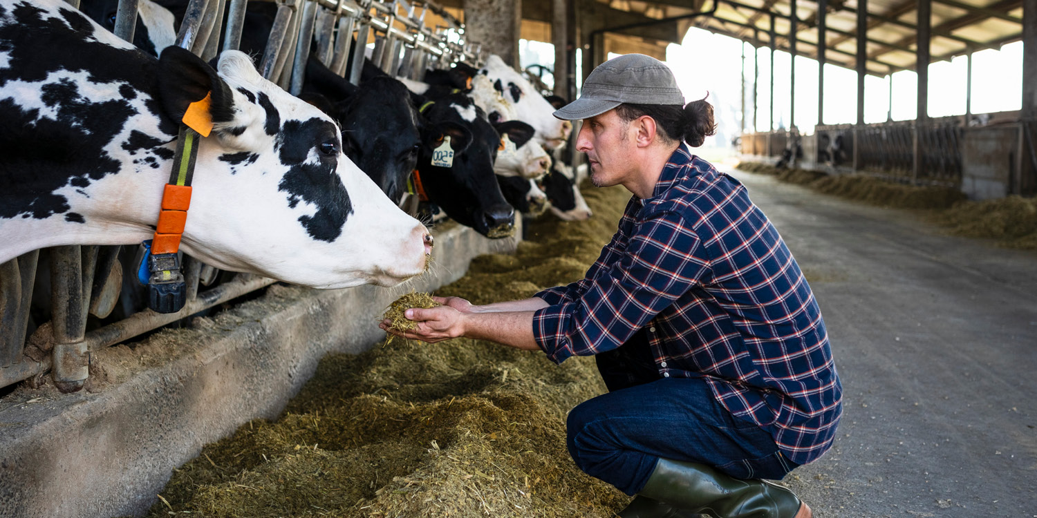 Is eating dairy as bad as eating meat?