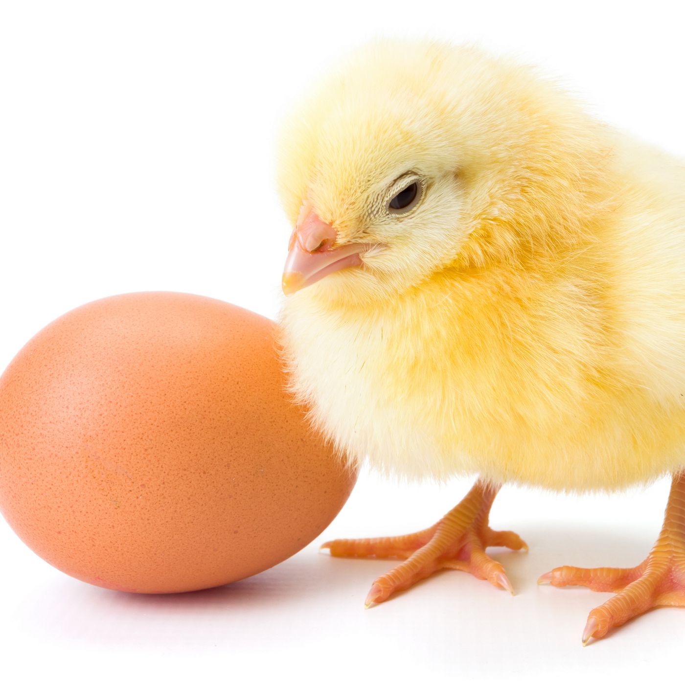 Is eating eggs like eating meat?