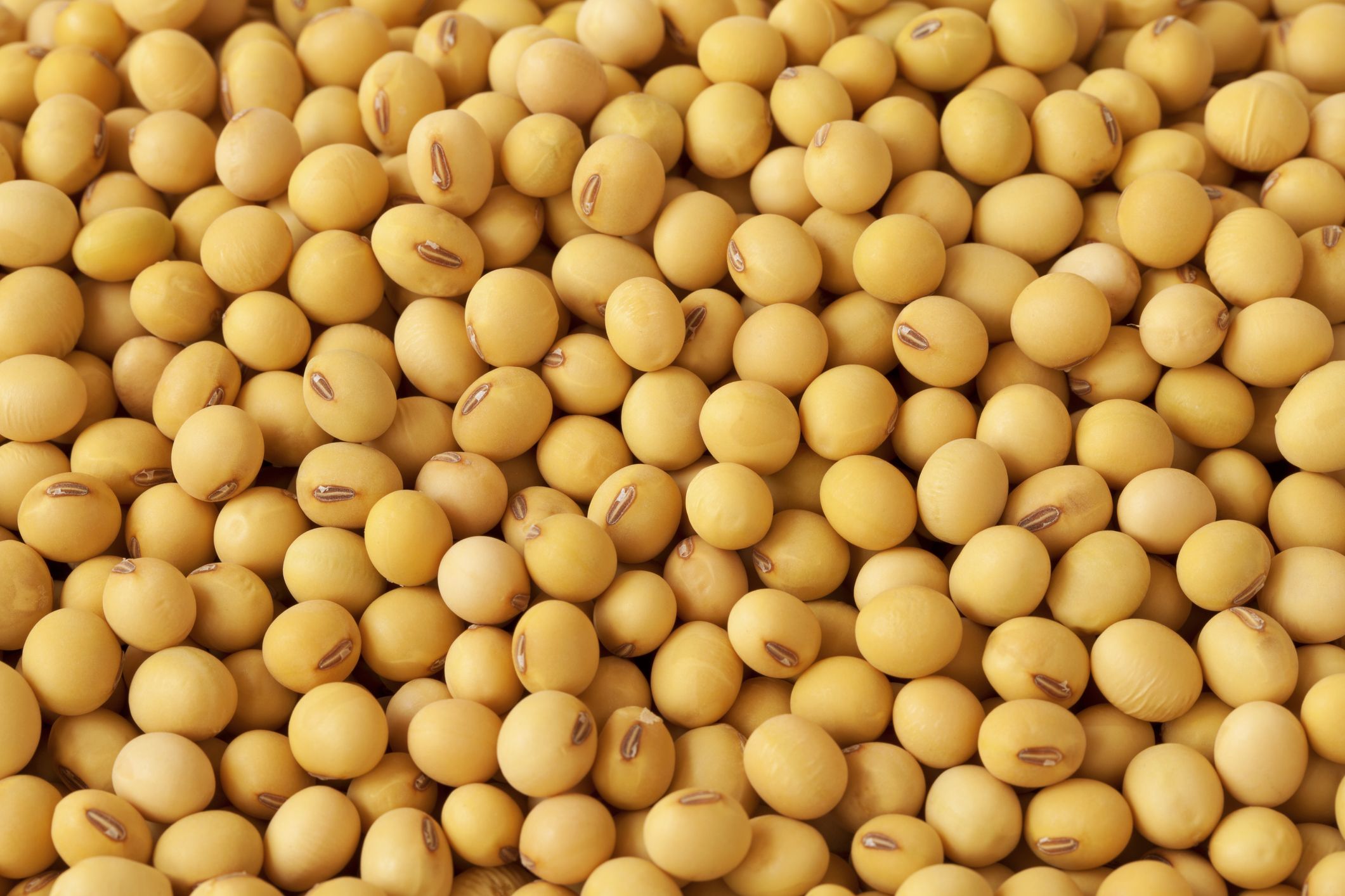 Is eating soy daily healthy?
