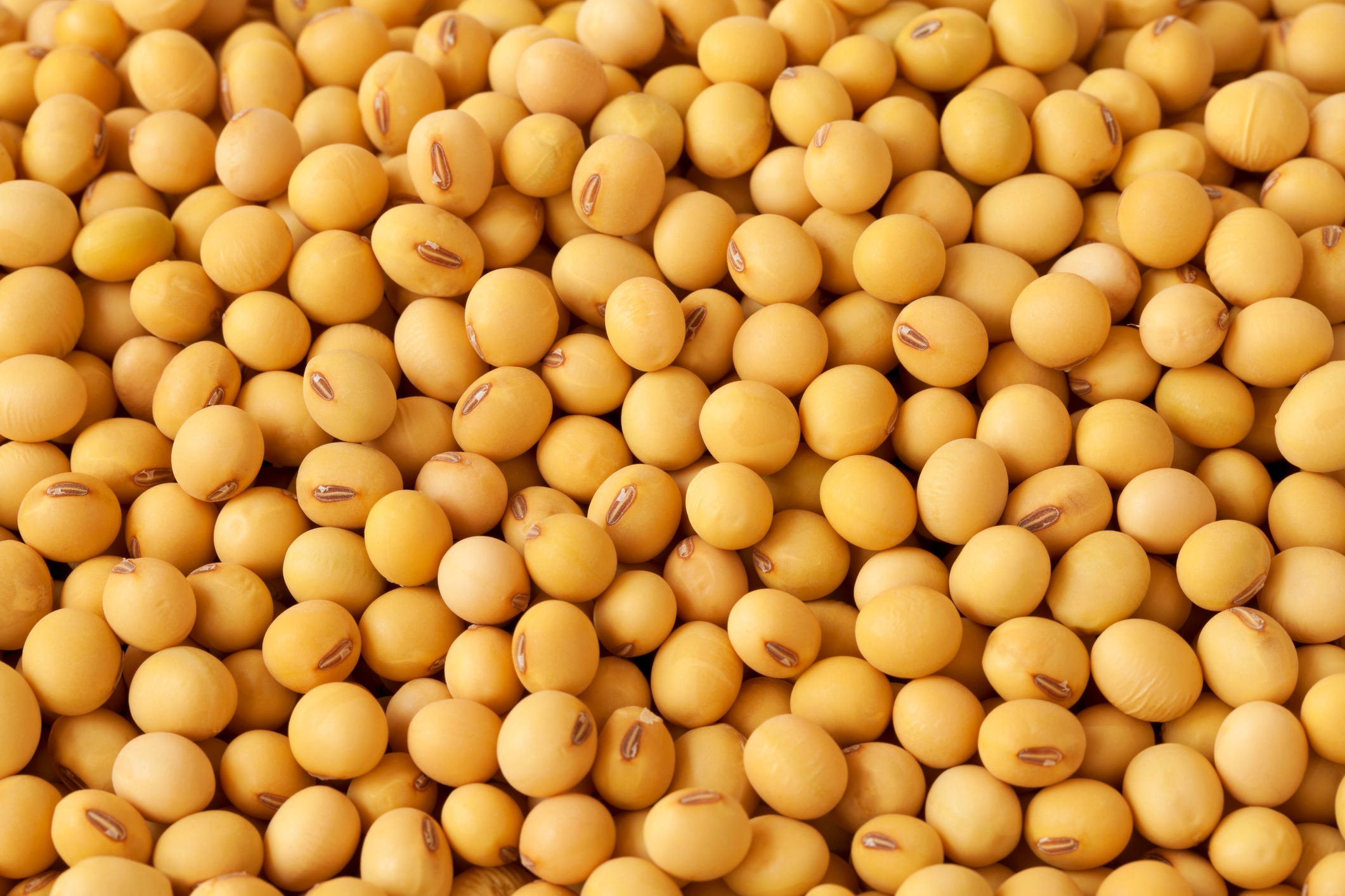 Is eating soybean Daily harmful?