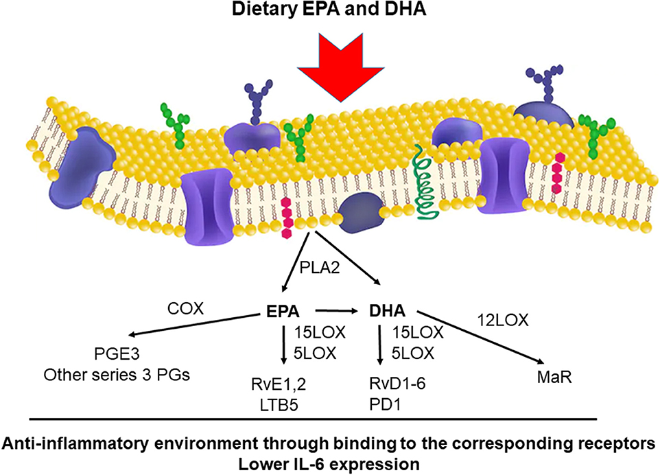 Is EPA or DHA better for inflammation?