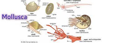 Is escargot considered shellfish?