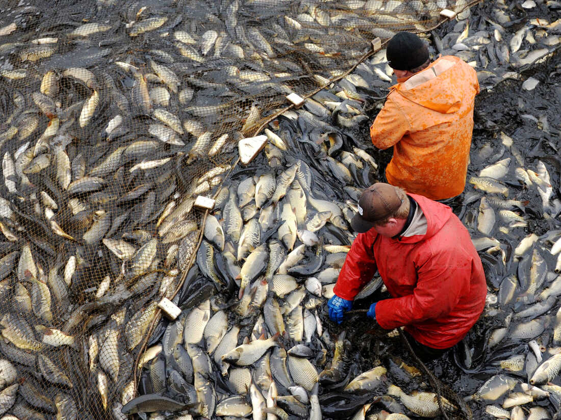 Is farmed fish better for the environment?