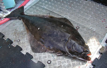 Is farmed halibut a sustainable alternative to wild?