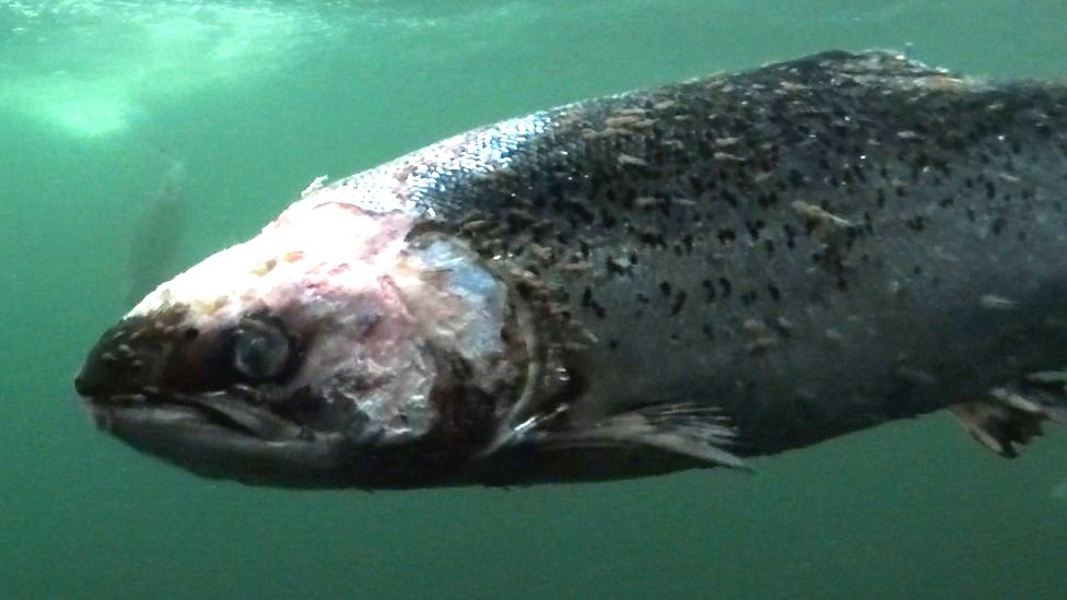 Is farmed salmon bad for the environment?