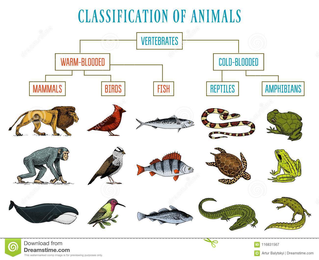 Is fish a mammal or reptile?