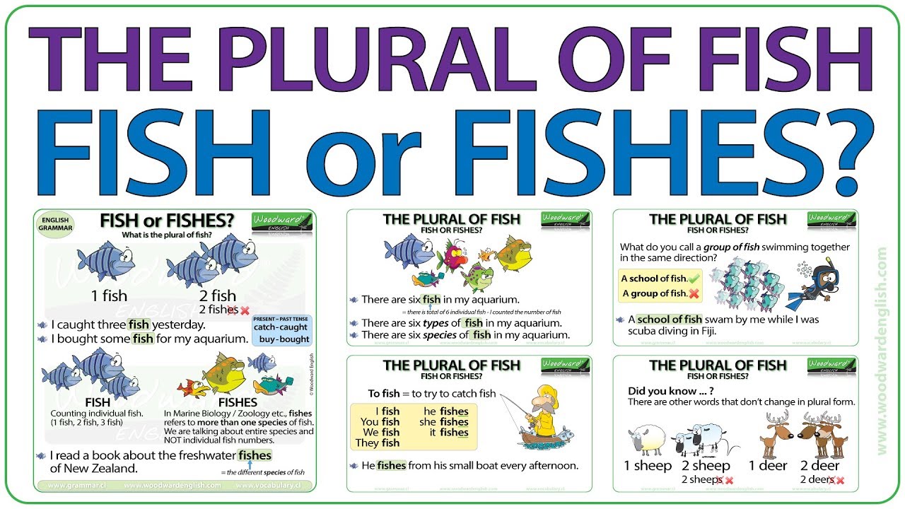 Is fish a noun or a verb?