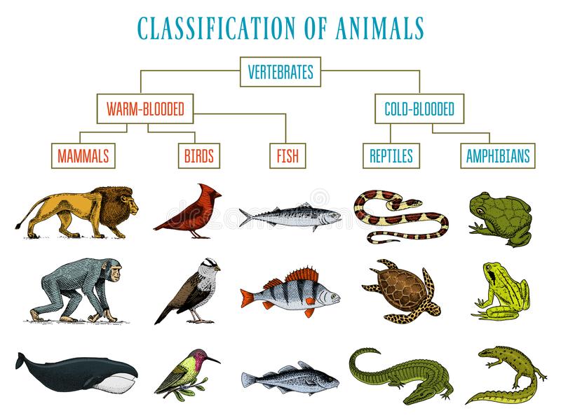 Is fish a reptile or amphibian?