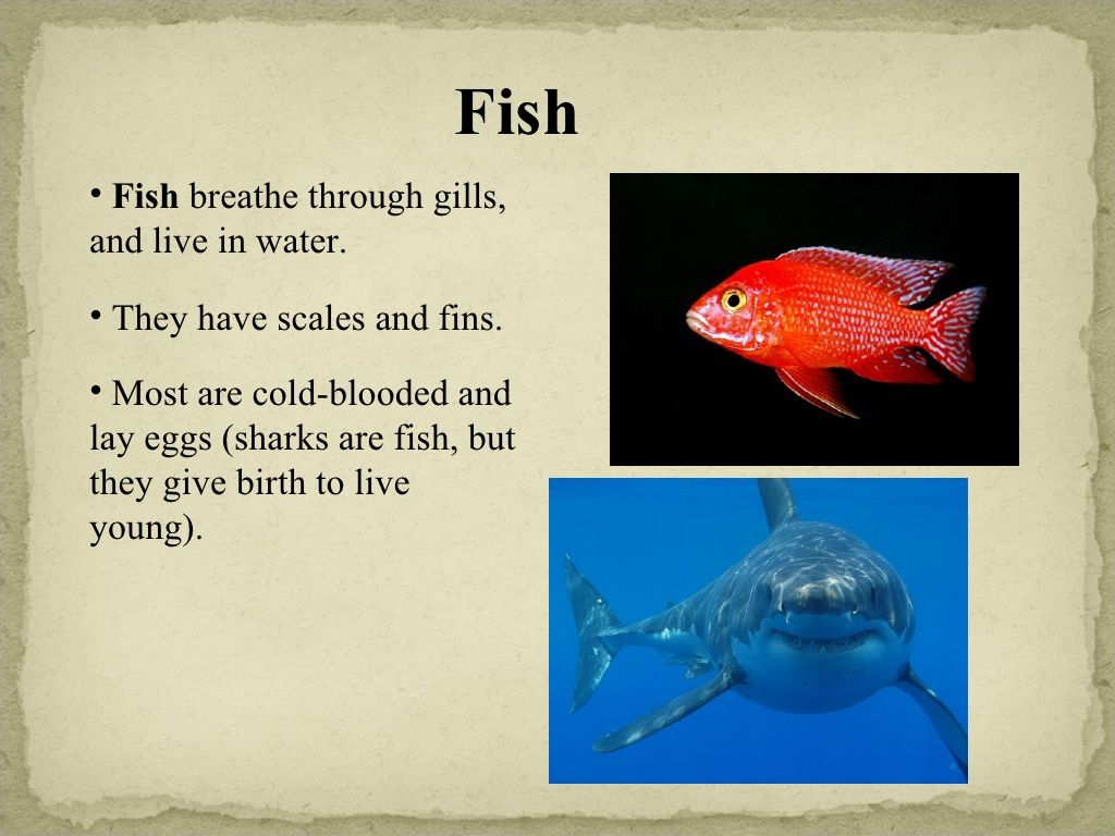 Is fish a vertebrate or invertebrate?