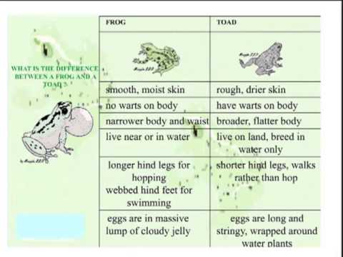 Is fish amphibian or reptile?