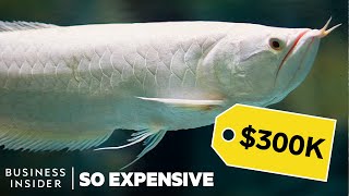 Is fish expensive?