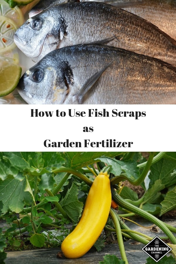 Is fish good for your garden?