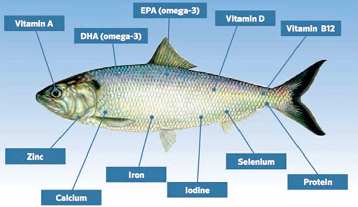 Is fish high in nutrients?