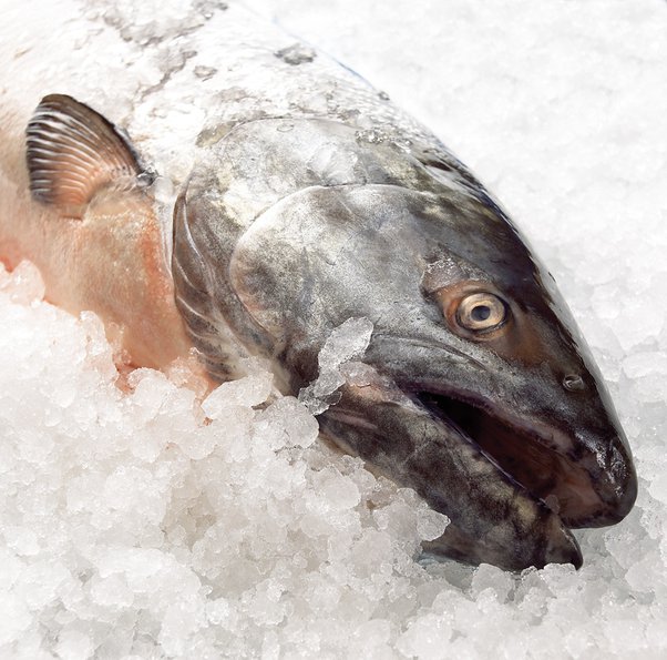 Is fish increase cold?