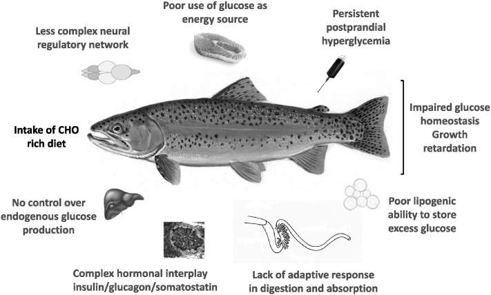 Is fish is a source of carbohydrate?