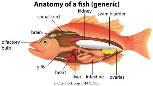 Is fish liver in beer?