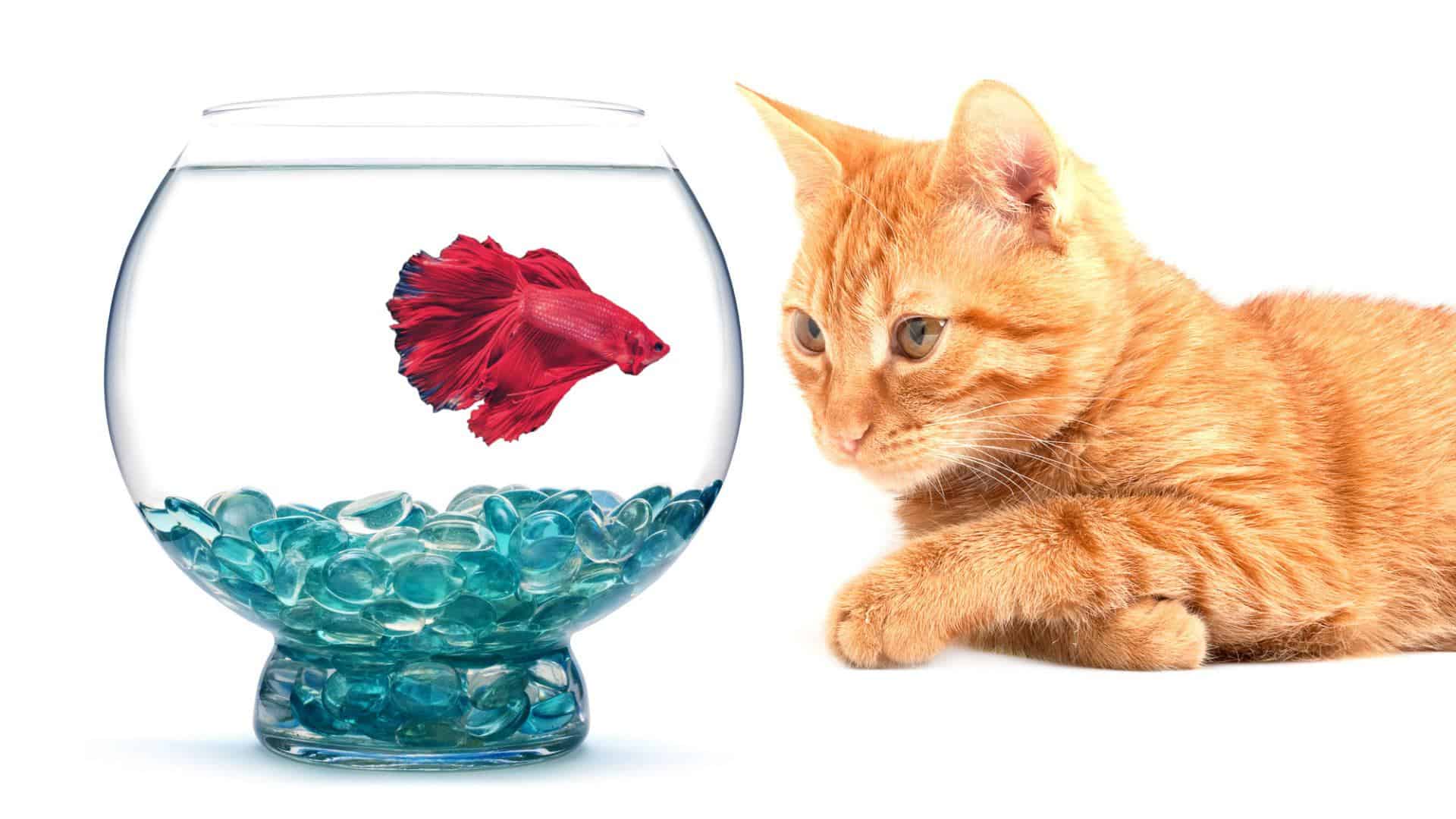 Is fish poisonous to cats?