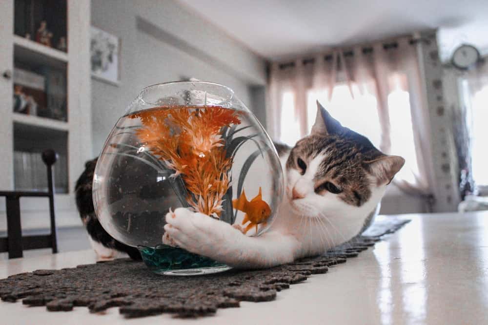 Is fish safe for cats to eat?