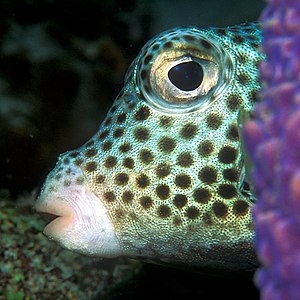 Is fish skin poisonous?