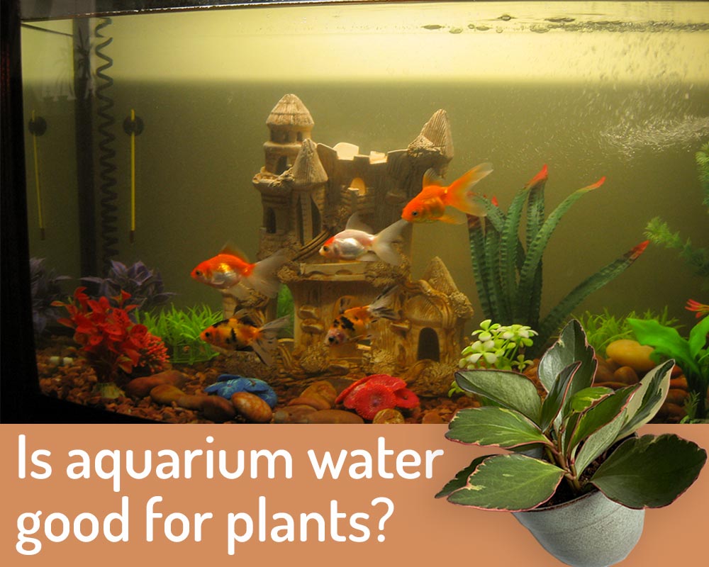 Is fish water good for plants?