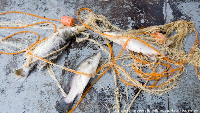 Is fishing nets illegal?