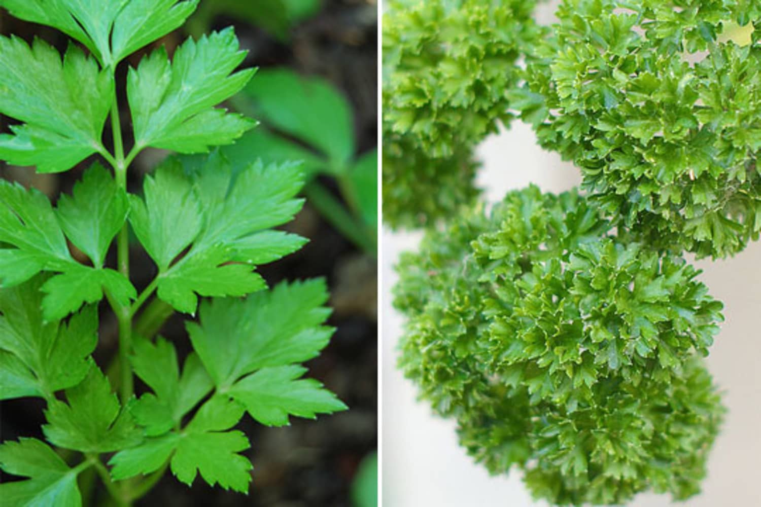 Is flat leaf parsley the same as dried parsley?