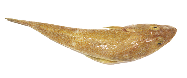 Is flathead a fishy fish?