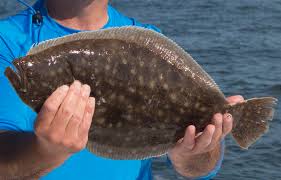 Is flounder a fatty fish?