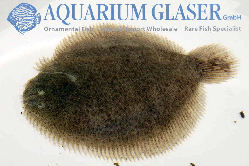 Is flounder a freshwater fish?