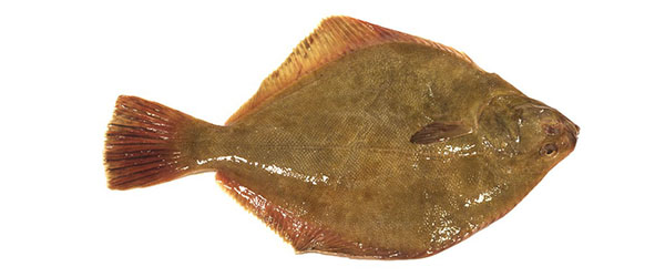 Is Flounder a good alternative to flatfish?