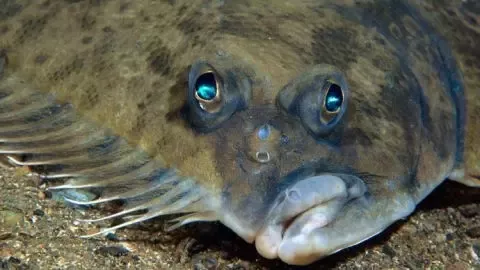 Is flounder a puffer fish?