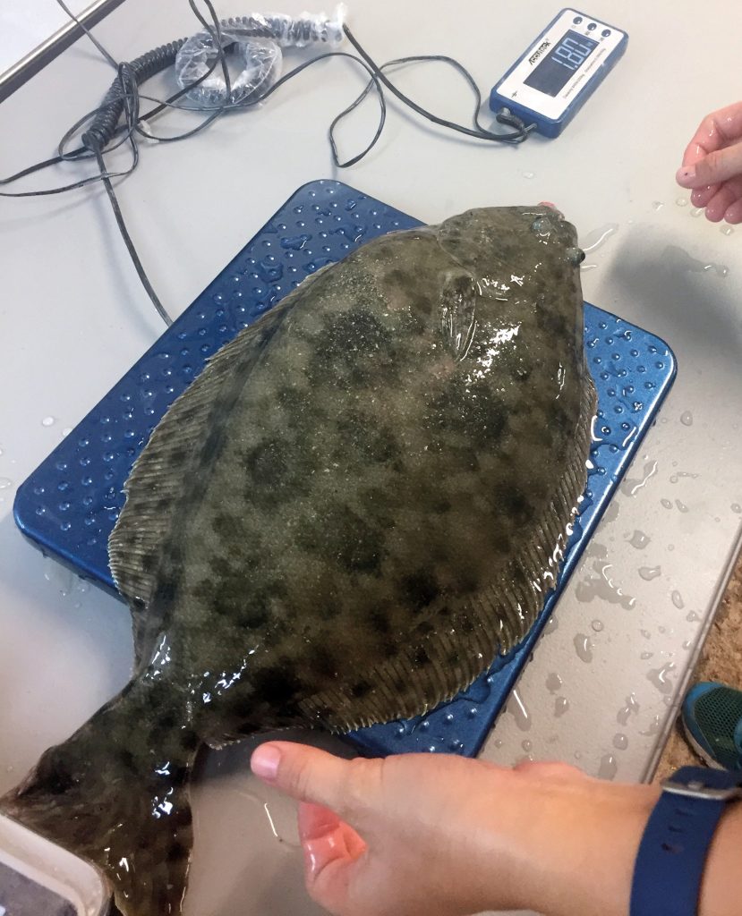 Is flounder farm raised or wild?