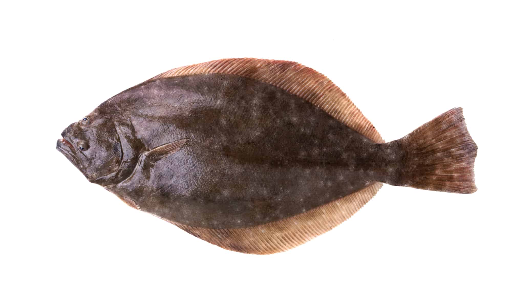 Is flounder fillet of sole?