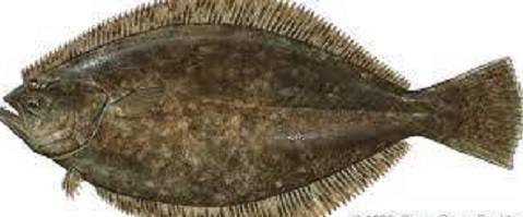 Is Flounder high in fat?