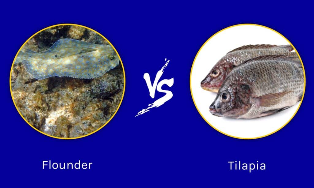 Is flounder milder than tilapia?