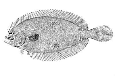 Is flounder the same as lemon sole?