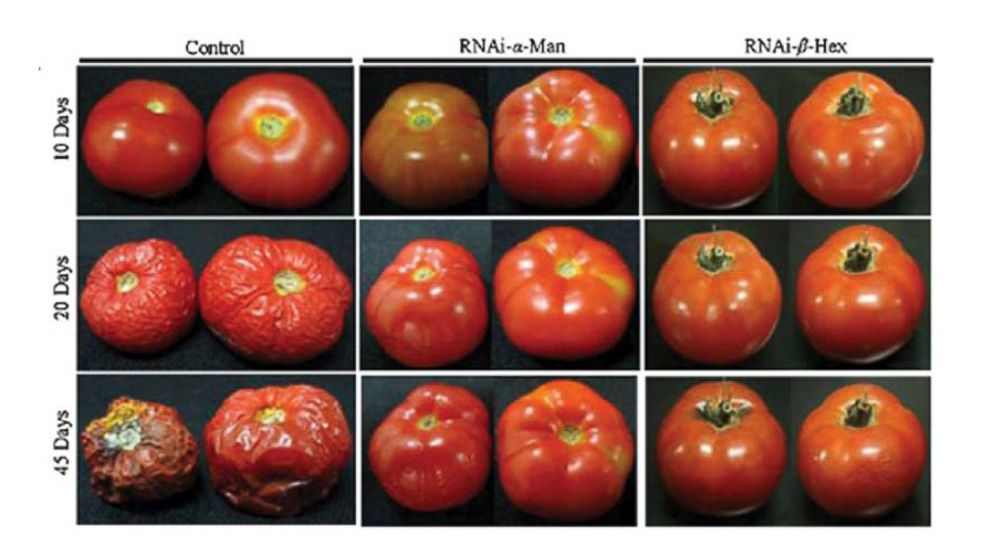 Is food genetically modified?