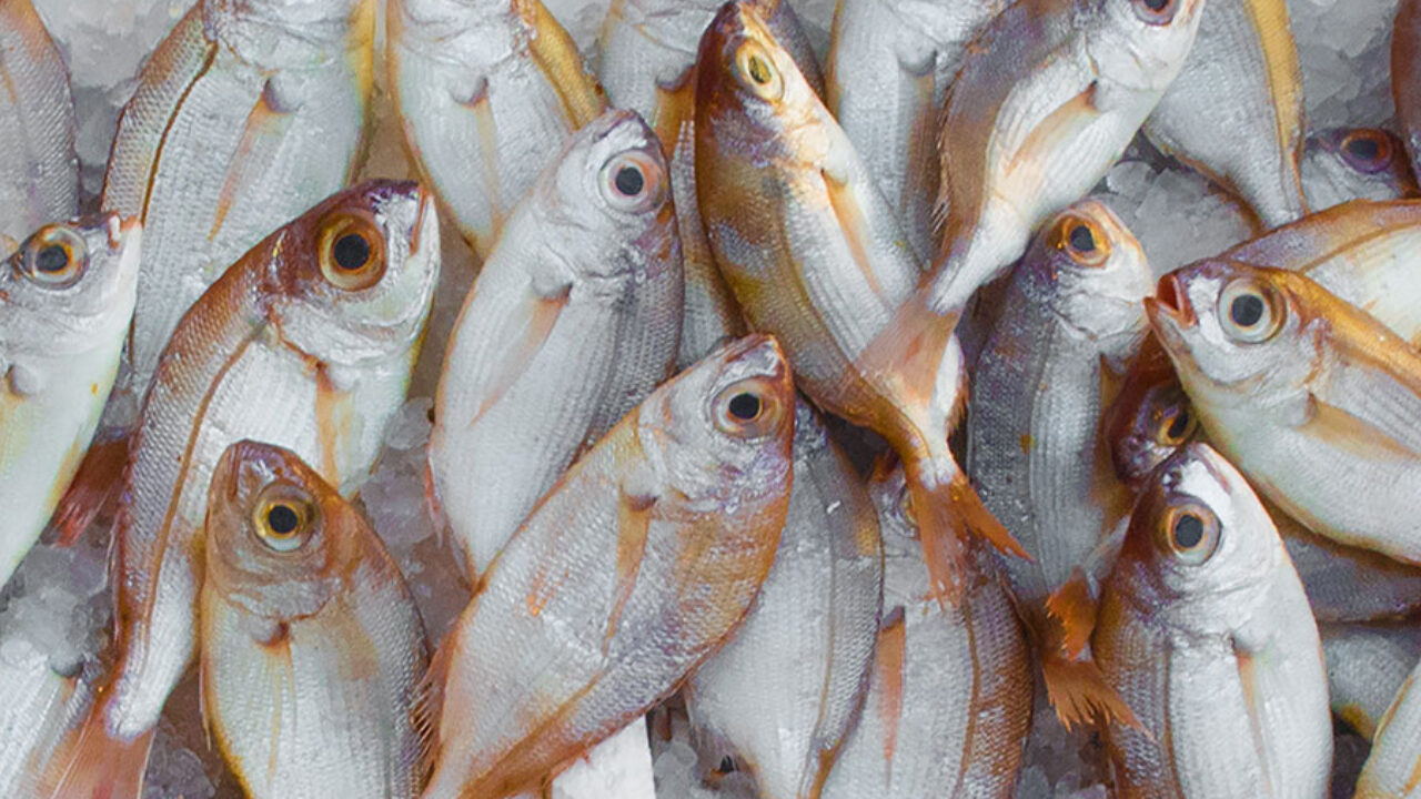 Is fresh fish more nutritious than frozen?