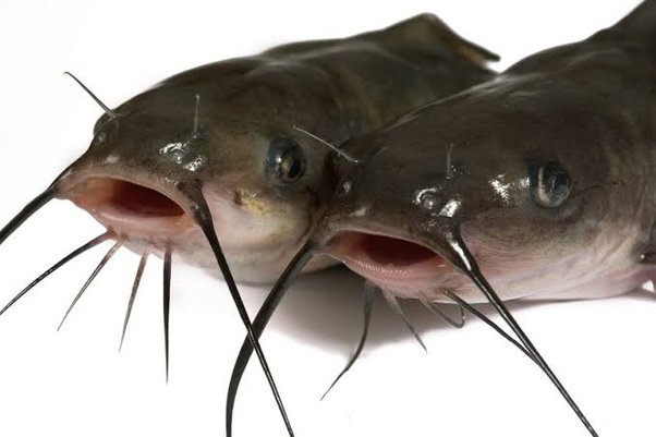 Is frozen catfish from China Safe to Eat?