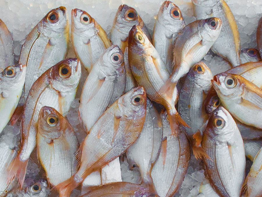 Is frozen fish as healthy as fresh?